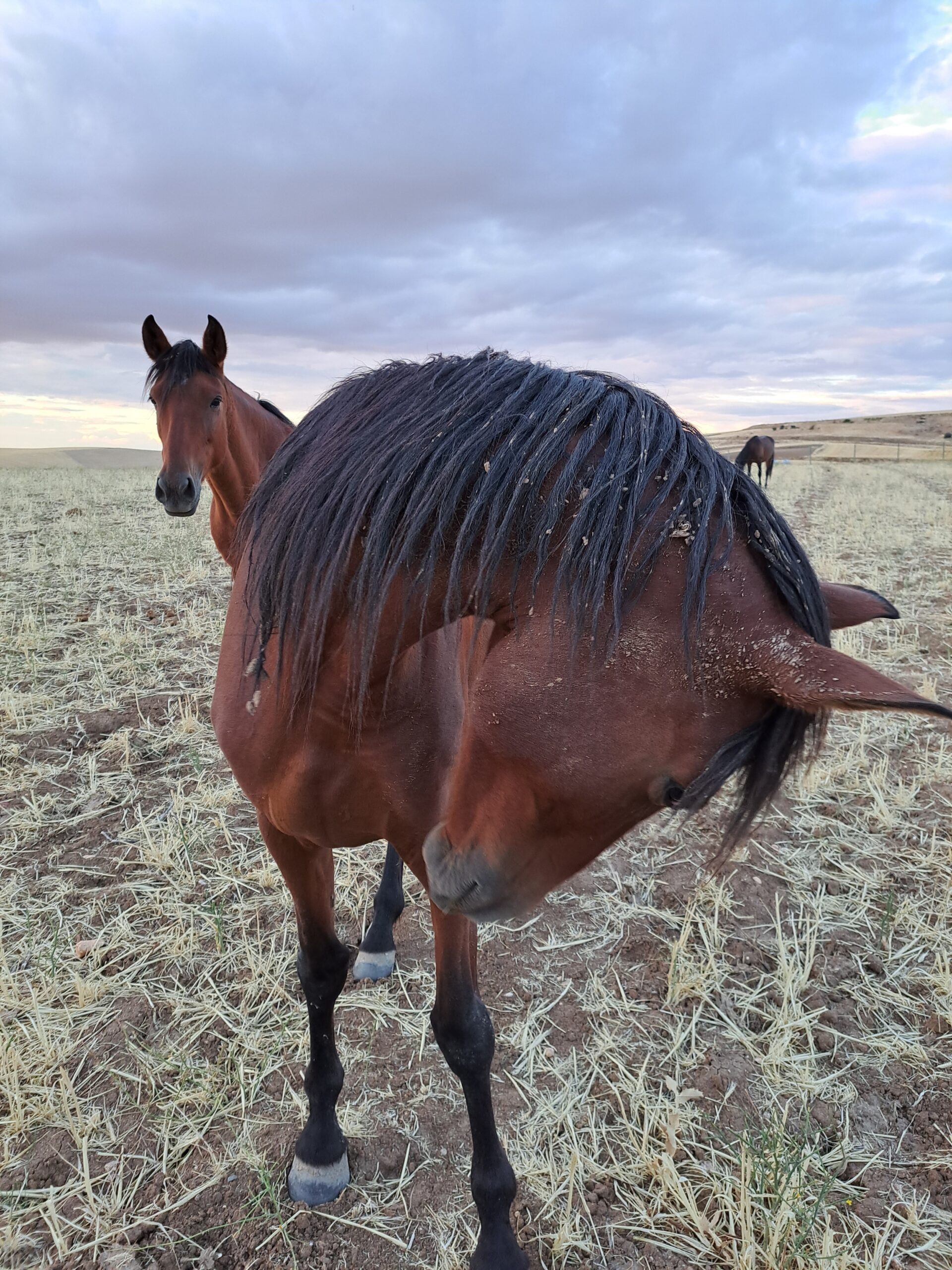 CABALLOS QUE ATACAN ¿O NO?